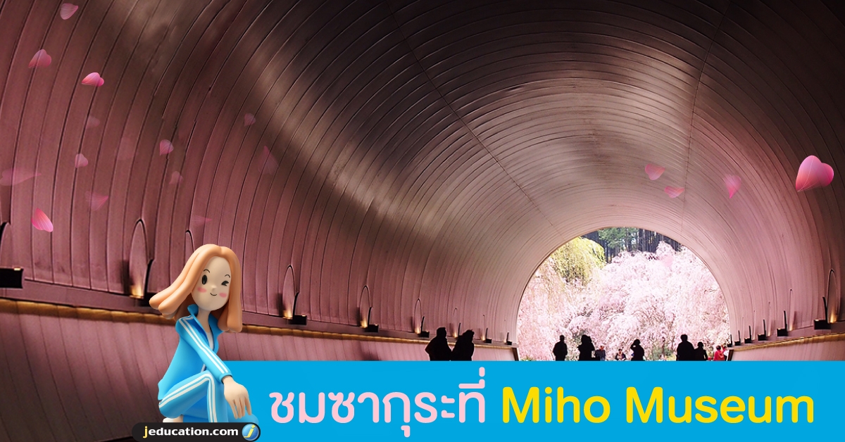 ชมซากุระที่ Miho Museum พิพิธภัณฑ์กลางป่า ควรค่าแก่การเยือน